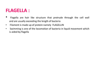 Types of flagella | PPTX