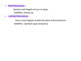 Types of flagella | PPTX