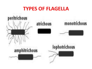 Types of flagella | PPTX