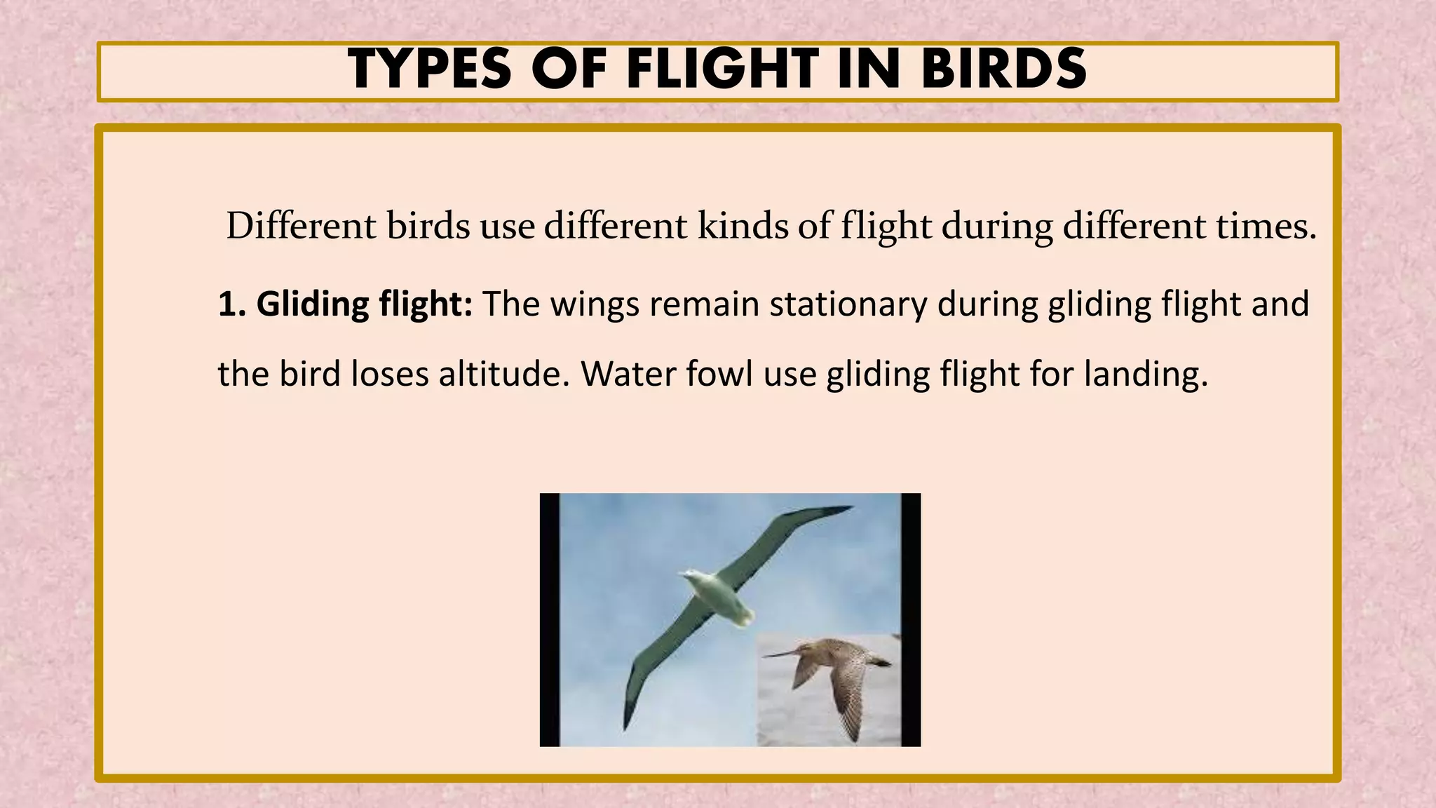 Types of flight in birds | PPTX