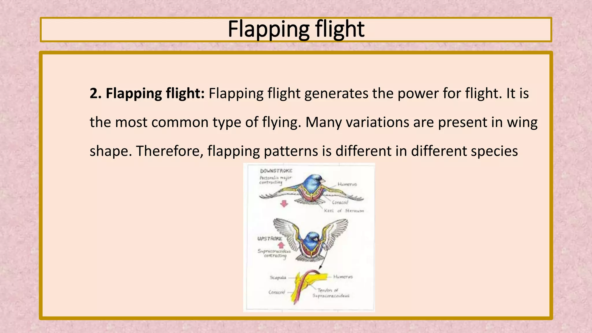 Types of flight in birds | PPTX