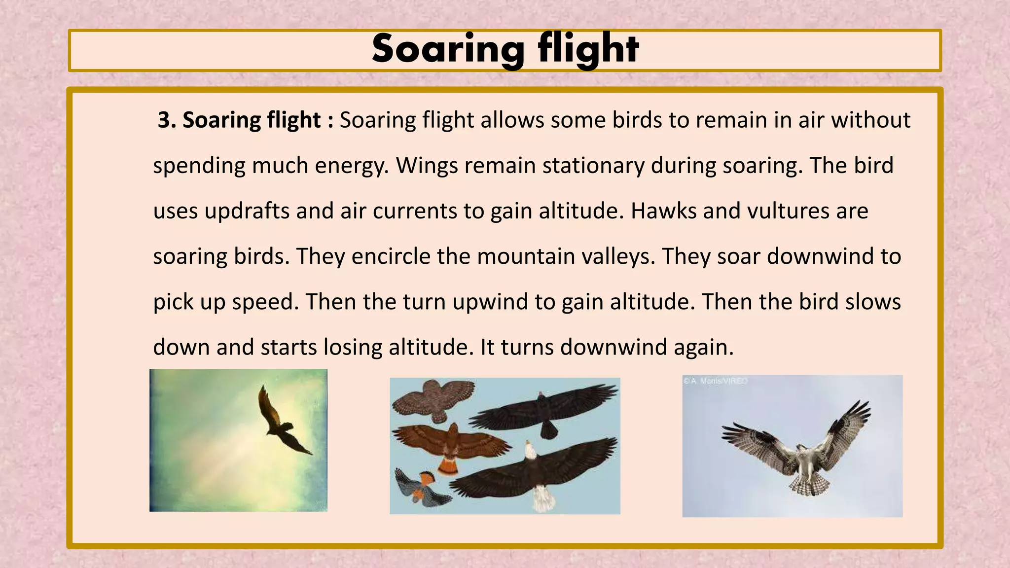 Types of flight in birds | PPTX