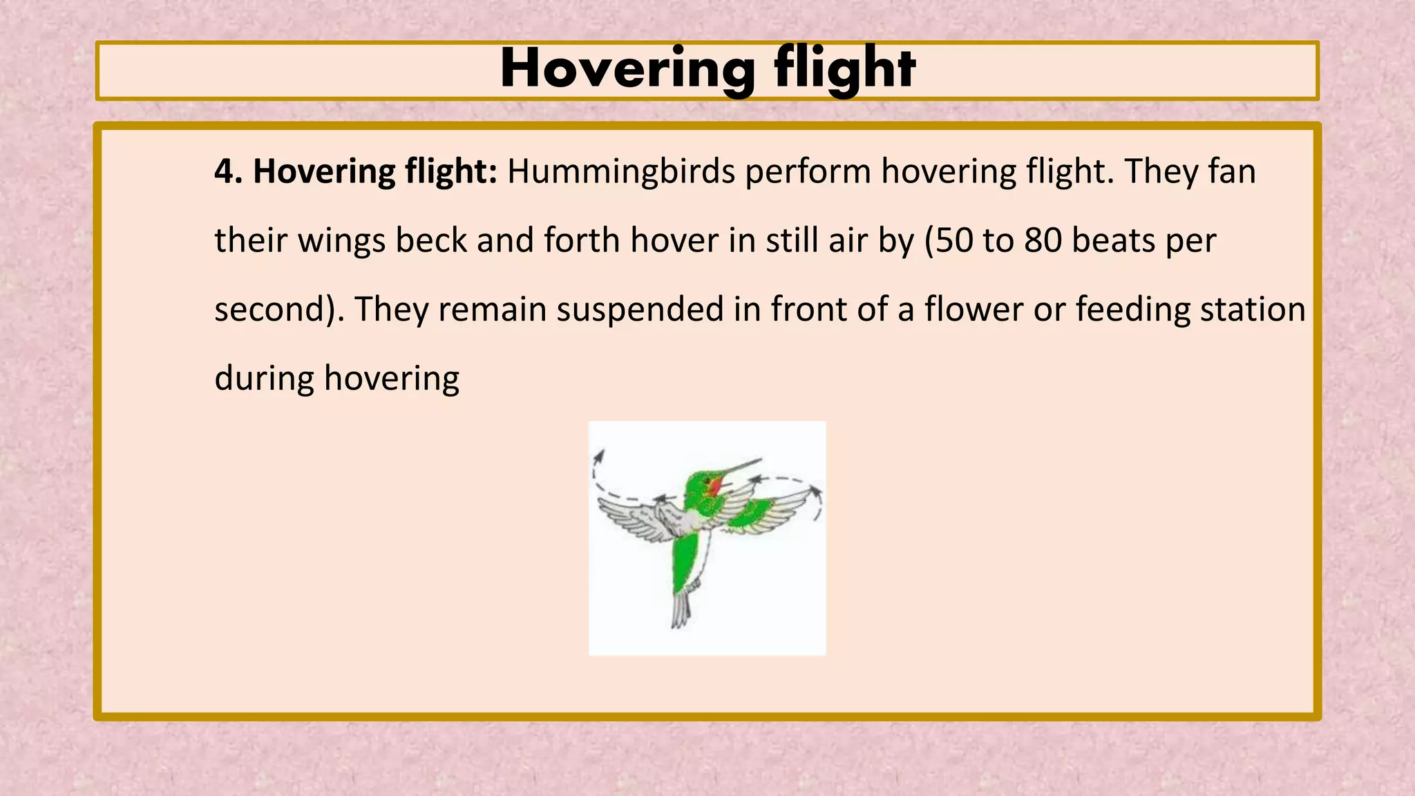 Types of flight in birds | PPTX