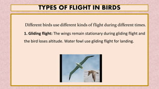 Types of flight in birds | PPTX