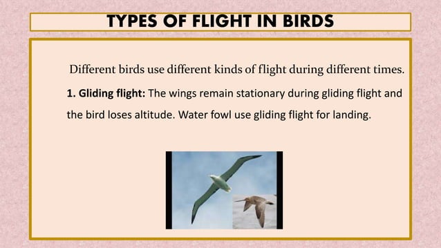 Types of flight in birds | PPTX | Air Travel | Travel Type