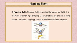 Types of flight in birds | PPTX