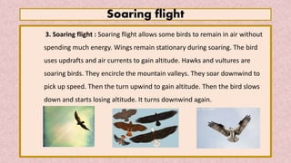 Types of flight in birds | PPTX