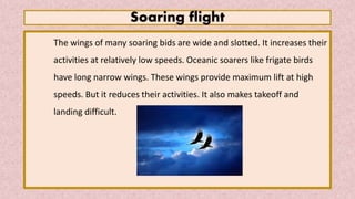 Types of flight in birds | PPTX