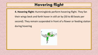 Types of flight in birds | PPTX