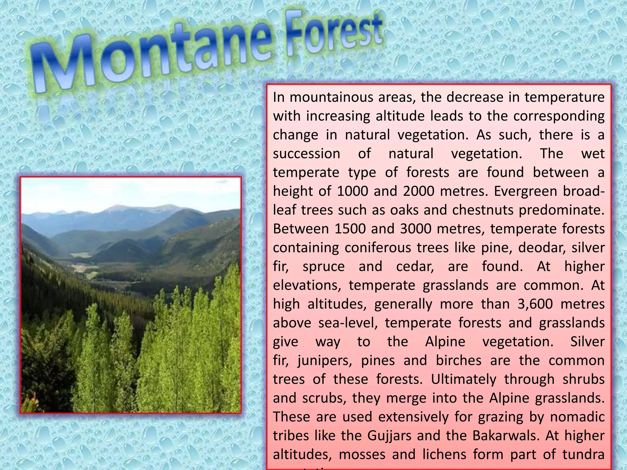 Types of forest in India | PPTX