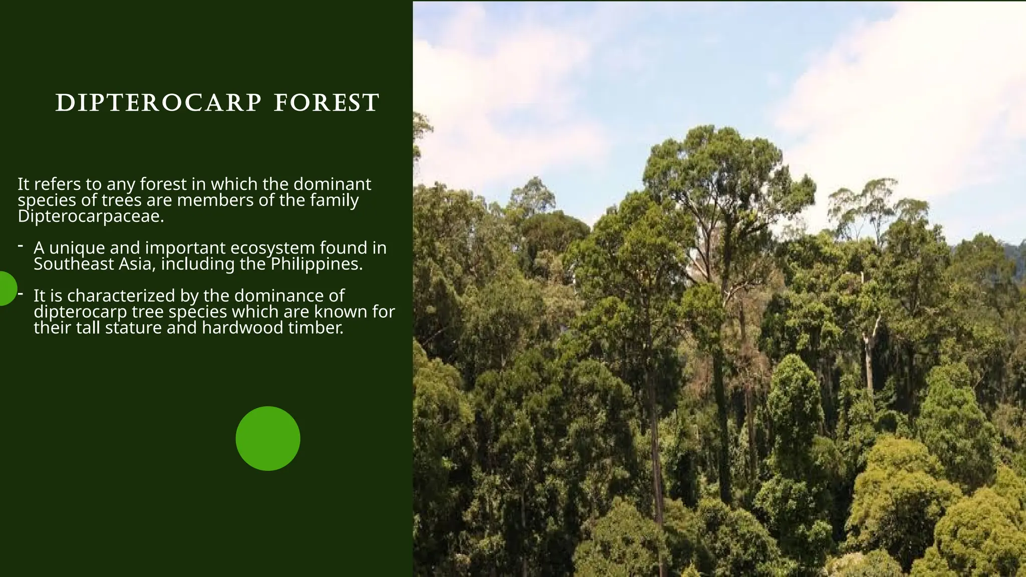 qfwhehjtgfkj.lsrfeqreTYPES OF FOREST IN PHILIPPINES.pptx