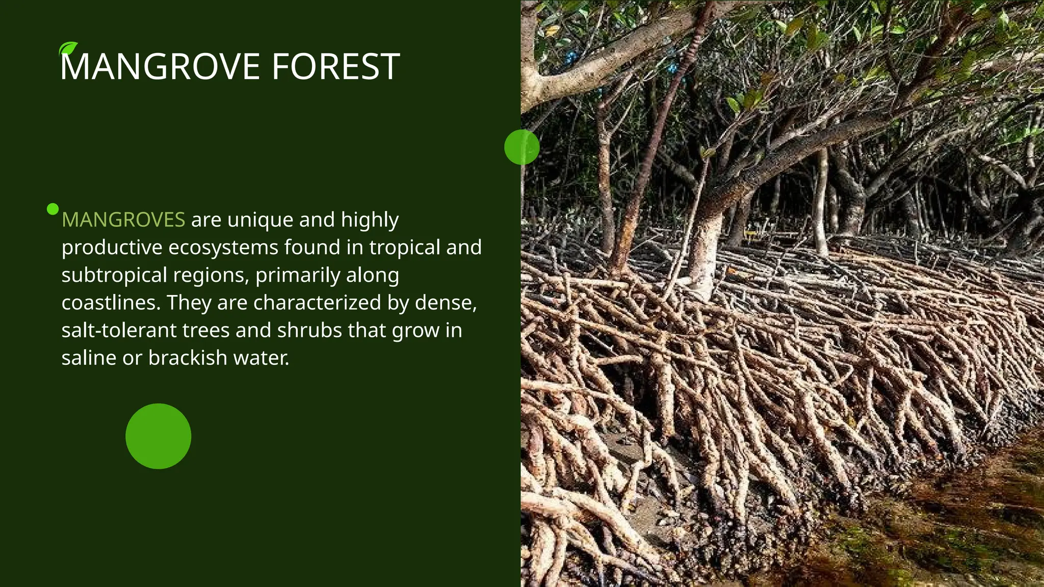 qfwhehjtgfkj.lsrfeqreTYPES OF FOREST IN PHILIPPINES.pptx