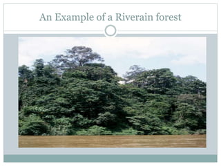Types of Forests in Pakistan | PPTX