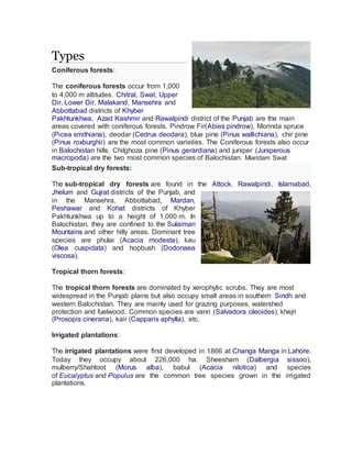Types of forests | DOCX