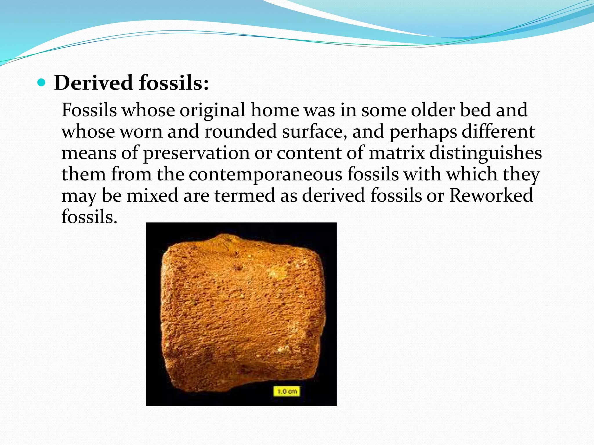Types of fossils and uses | PPTX
