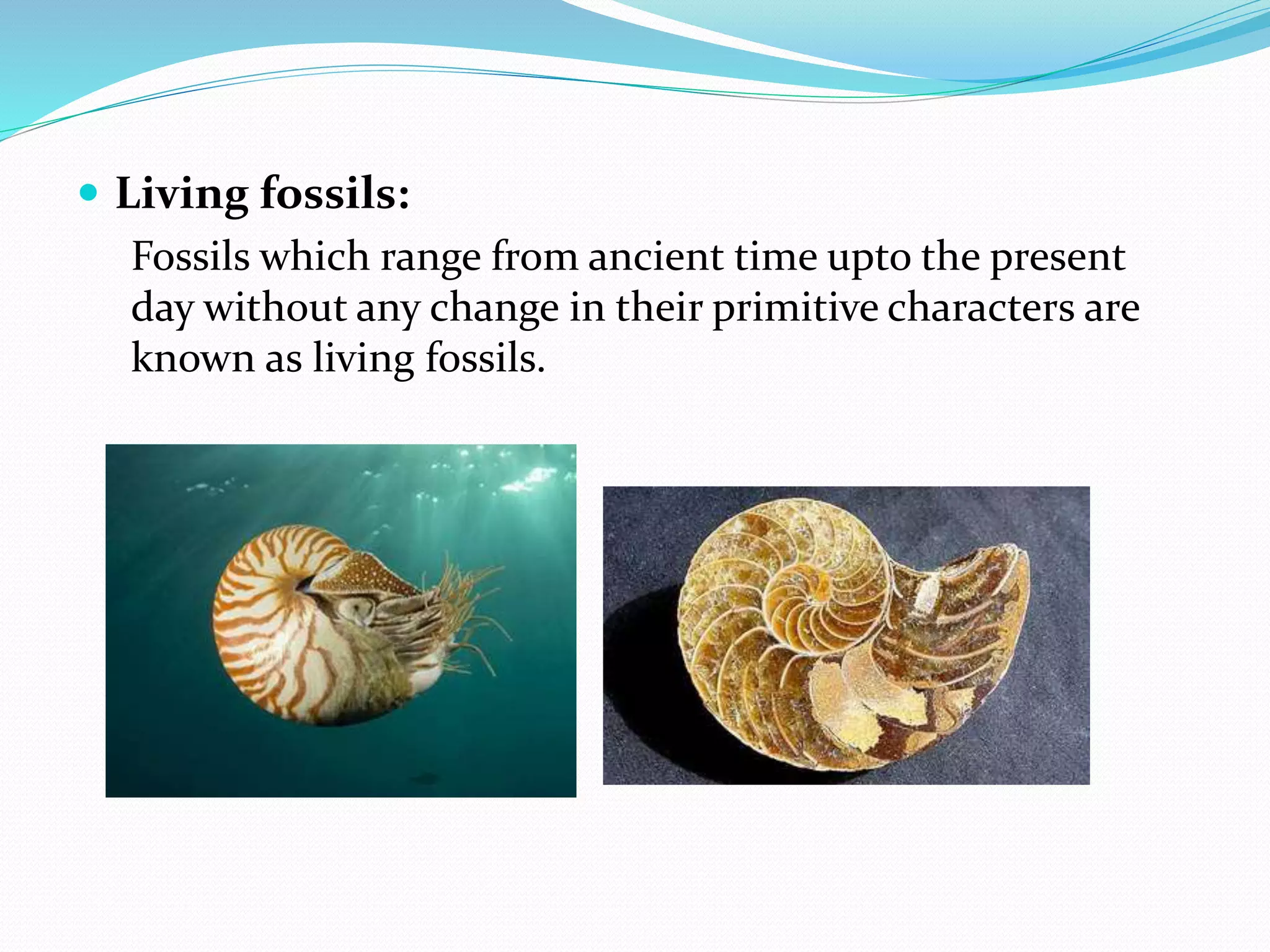 Types of fossils and uses | PPTX