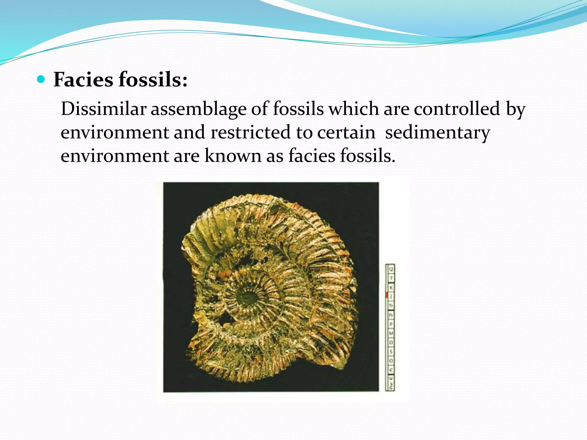 Types of fossils and uses | PPTX