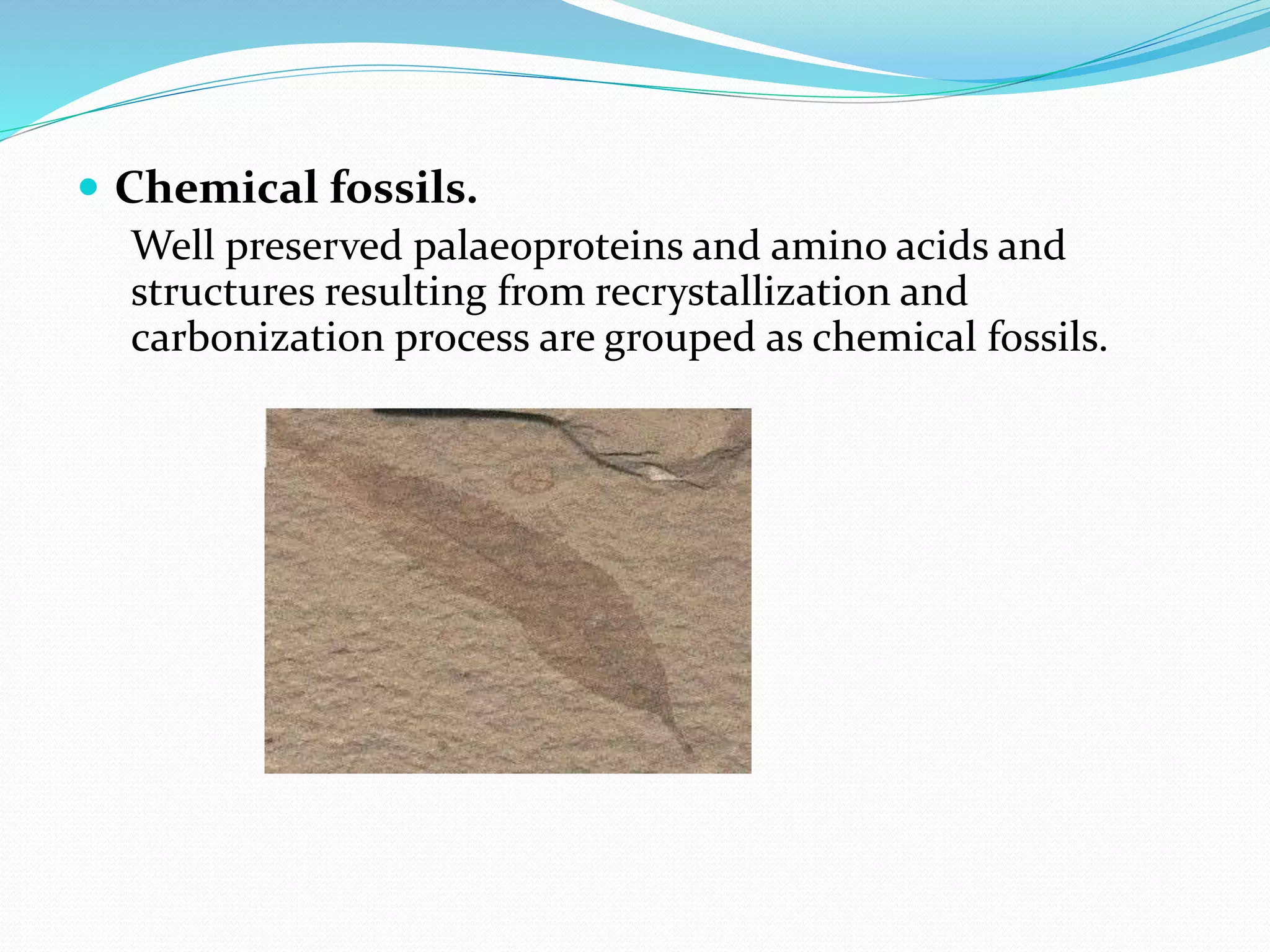 Types of fossils and uses | PPTX