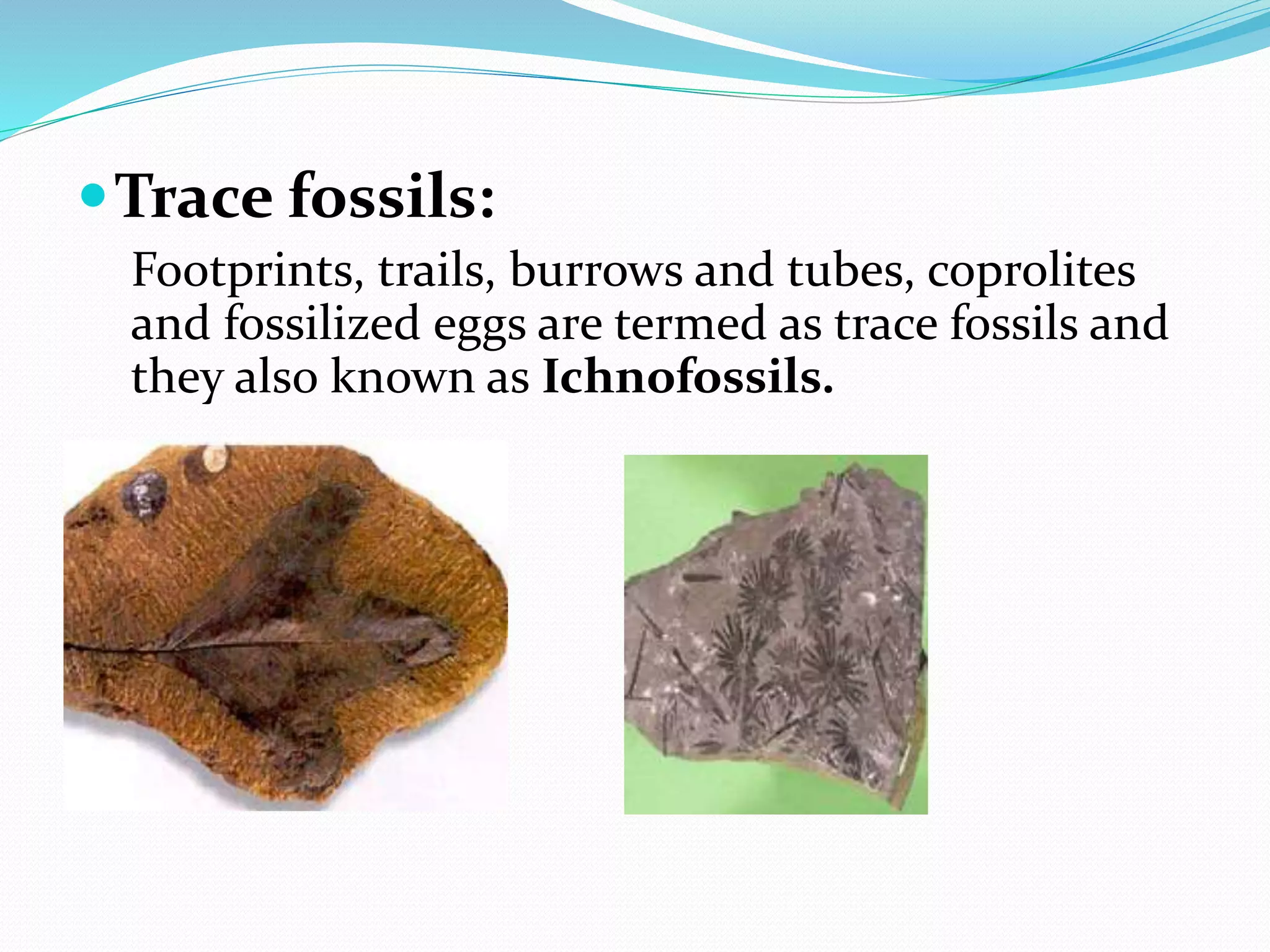 Types of fossils and uses | PPTX