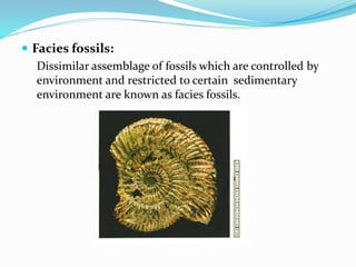 Types of fossils and uses | PPTX