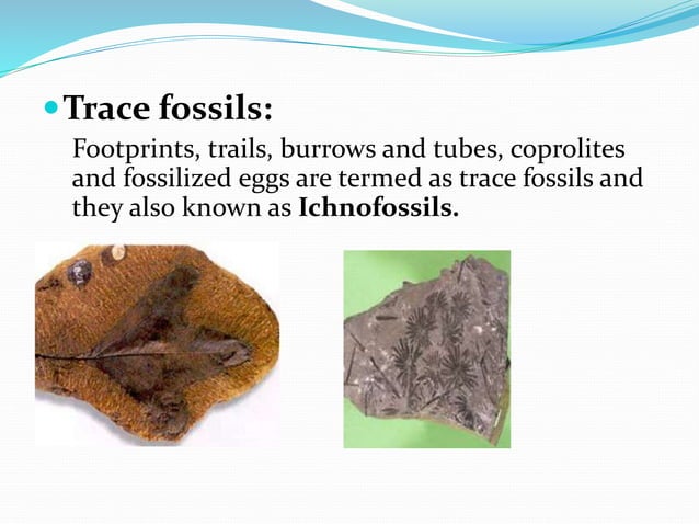 Types of fossils and uses | PPTX | Geology | Science