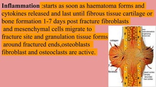 Types of fractures ,fracture healing stages and factors influencing ...
