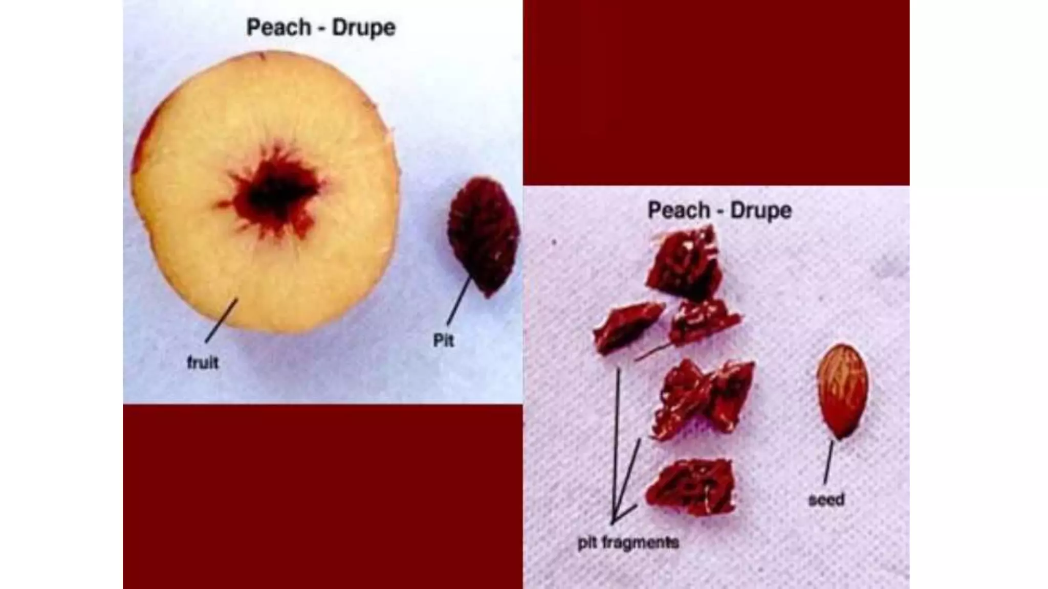 Types of fruit simple aggregate multiple | PPTX