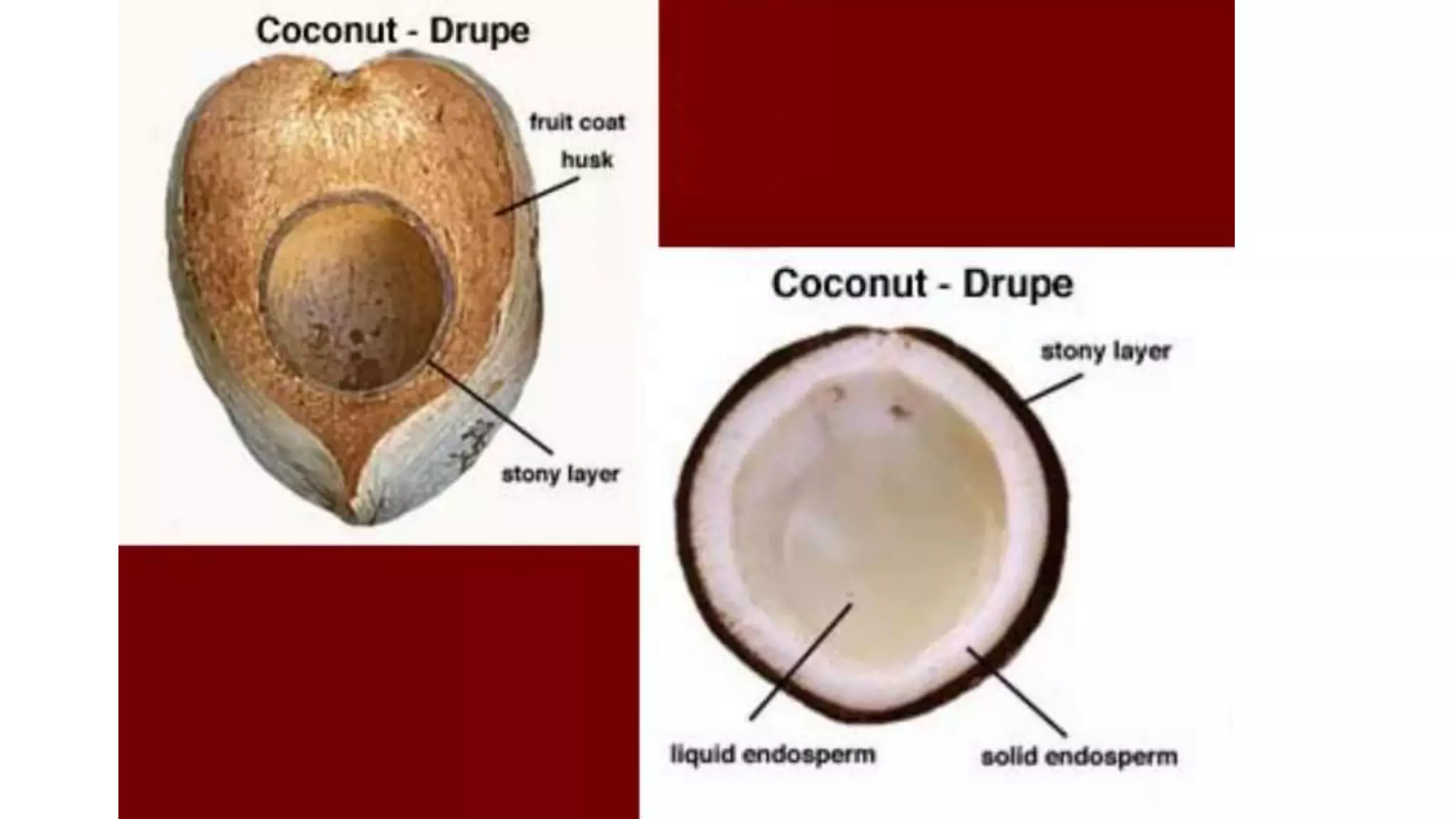 Types of fruit simple aggregate multiple | PPTX