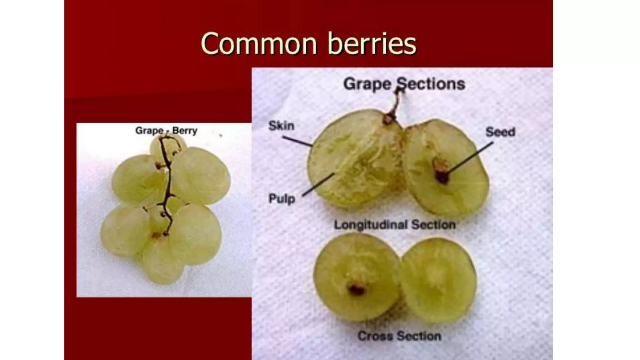 Types of fruit simple aggregate multiple | PPTX