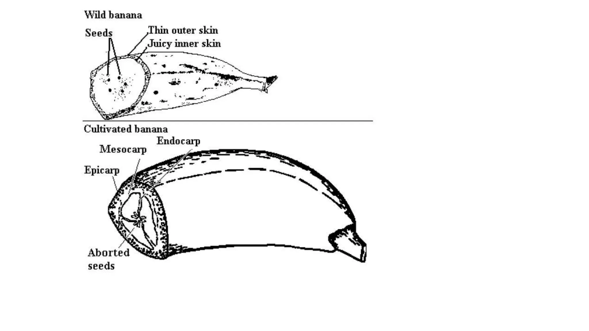 Types of fruit simple aggregate multiple | PPTX