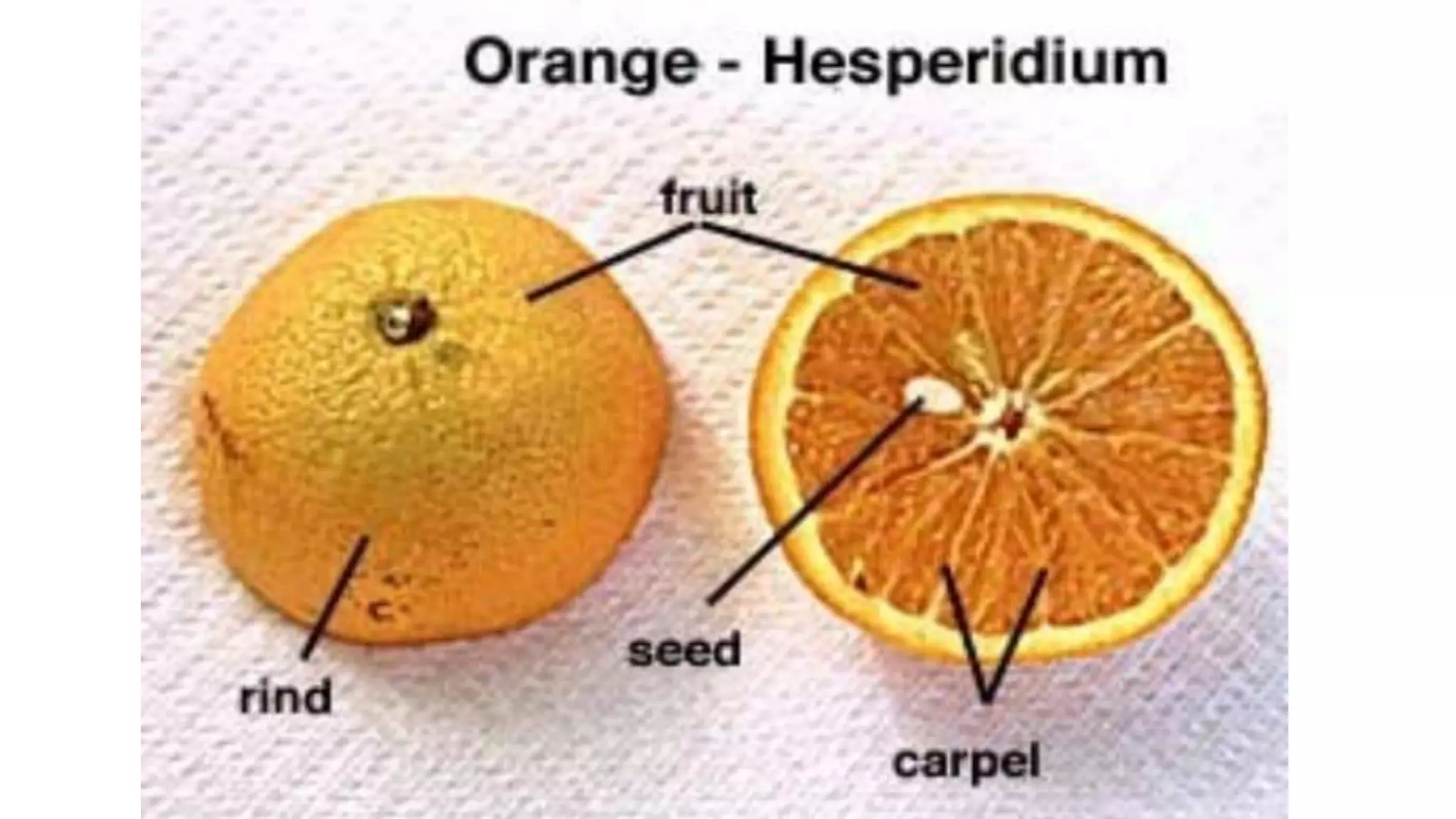 Types of fruit simple aggregate multiple | PPTX