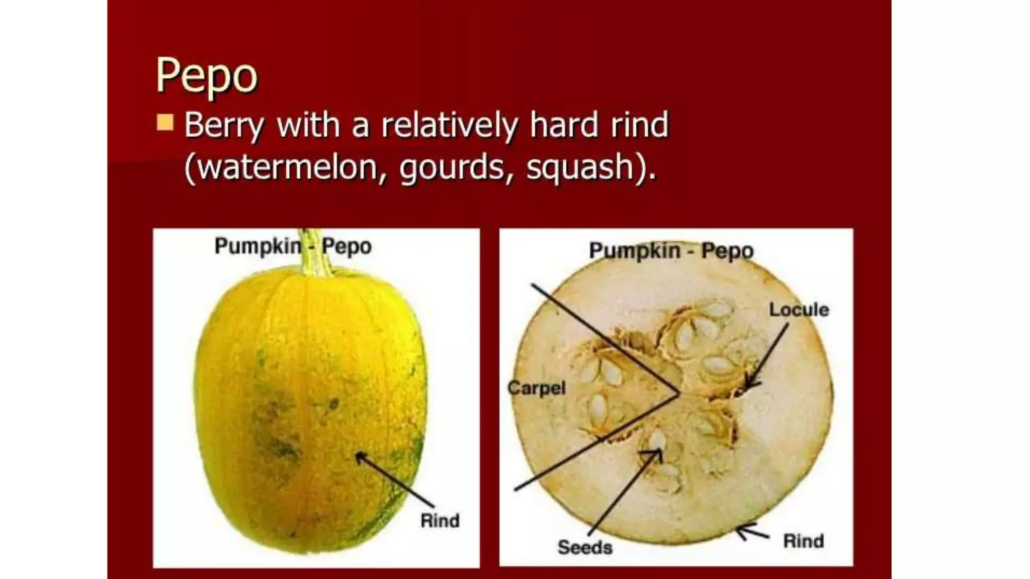 Types of fruit simple aggregate multiple | PPTX