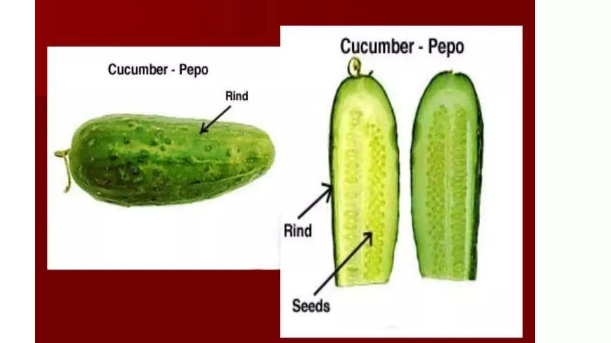 Types of fruit simple aggregate multiple | PPTX