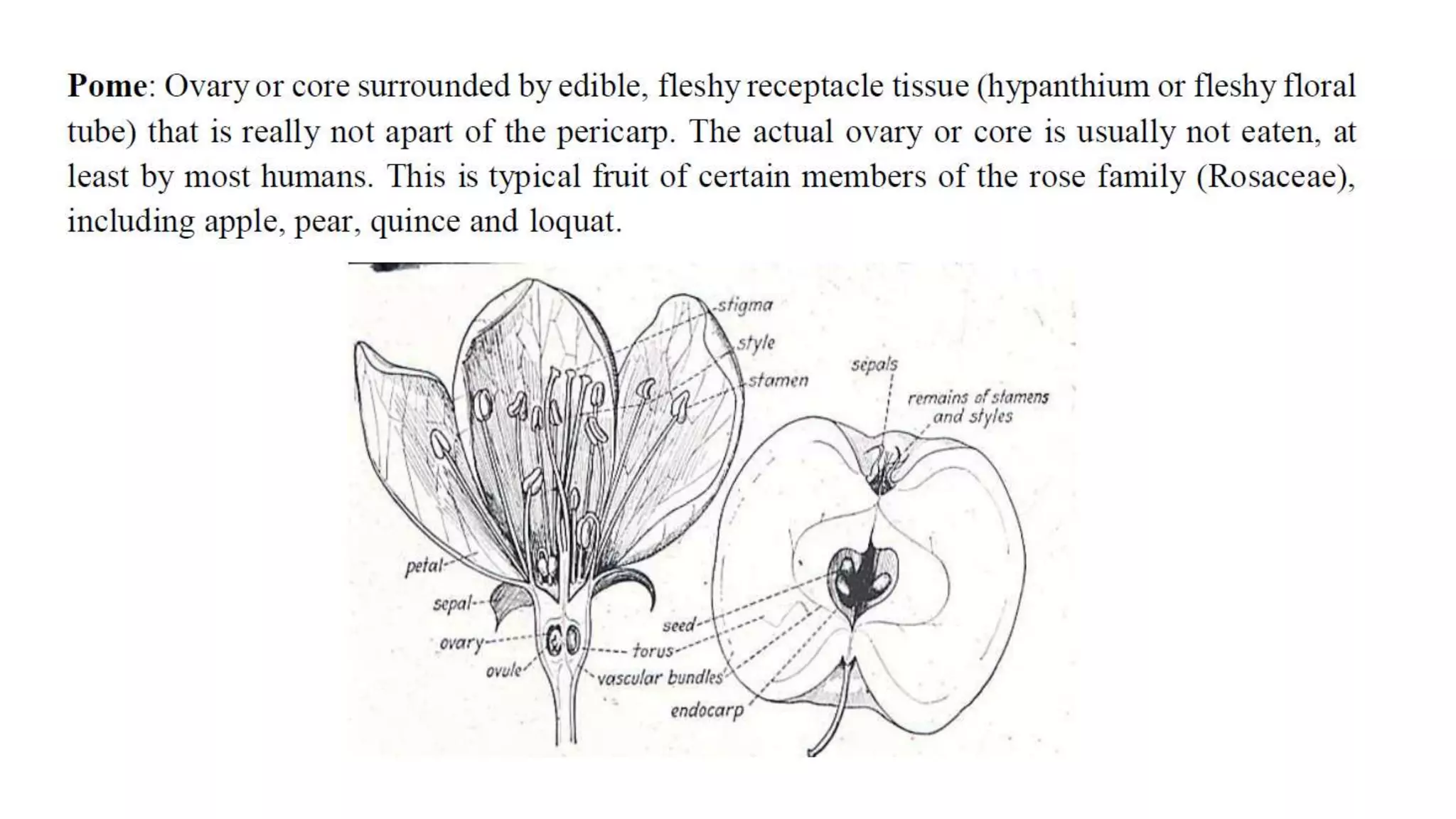 Types of fruit simple aggregate multiple | PPTX