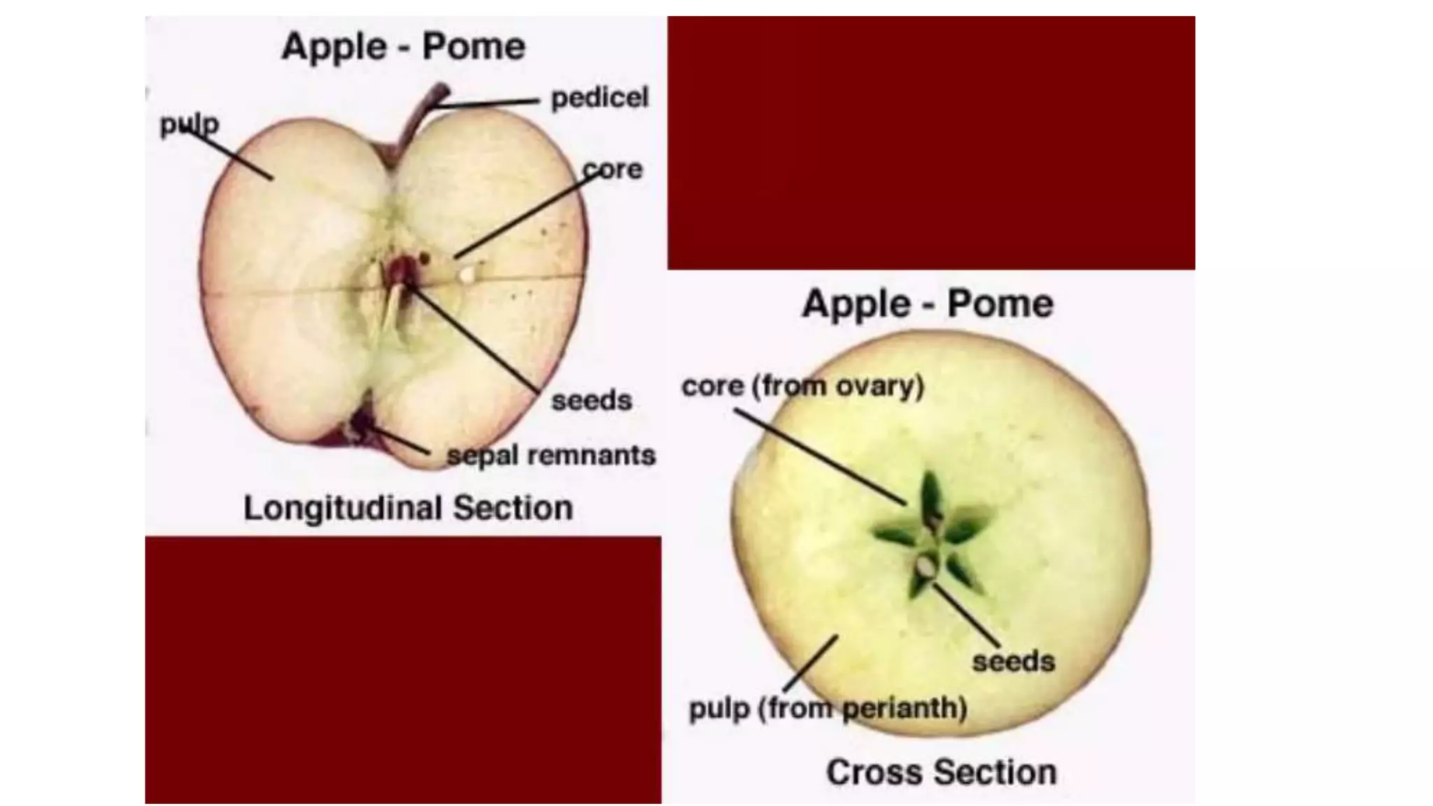 Types of fruit simple aggregate multiple | PPTX