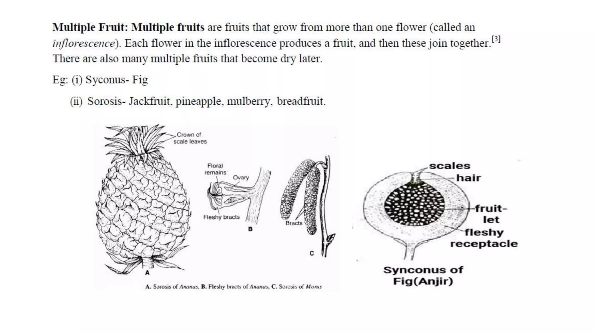 Types of fruit simple aggregate multiple | PPTX