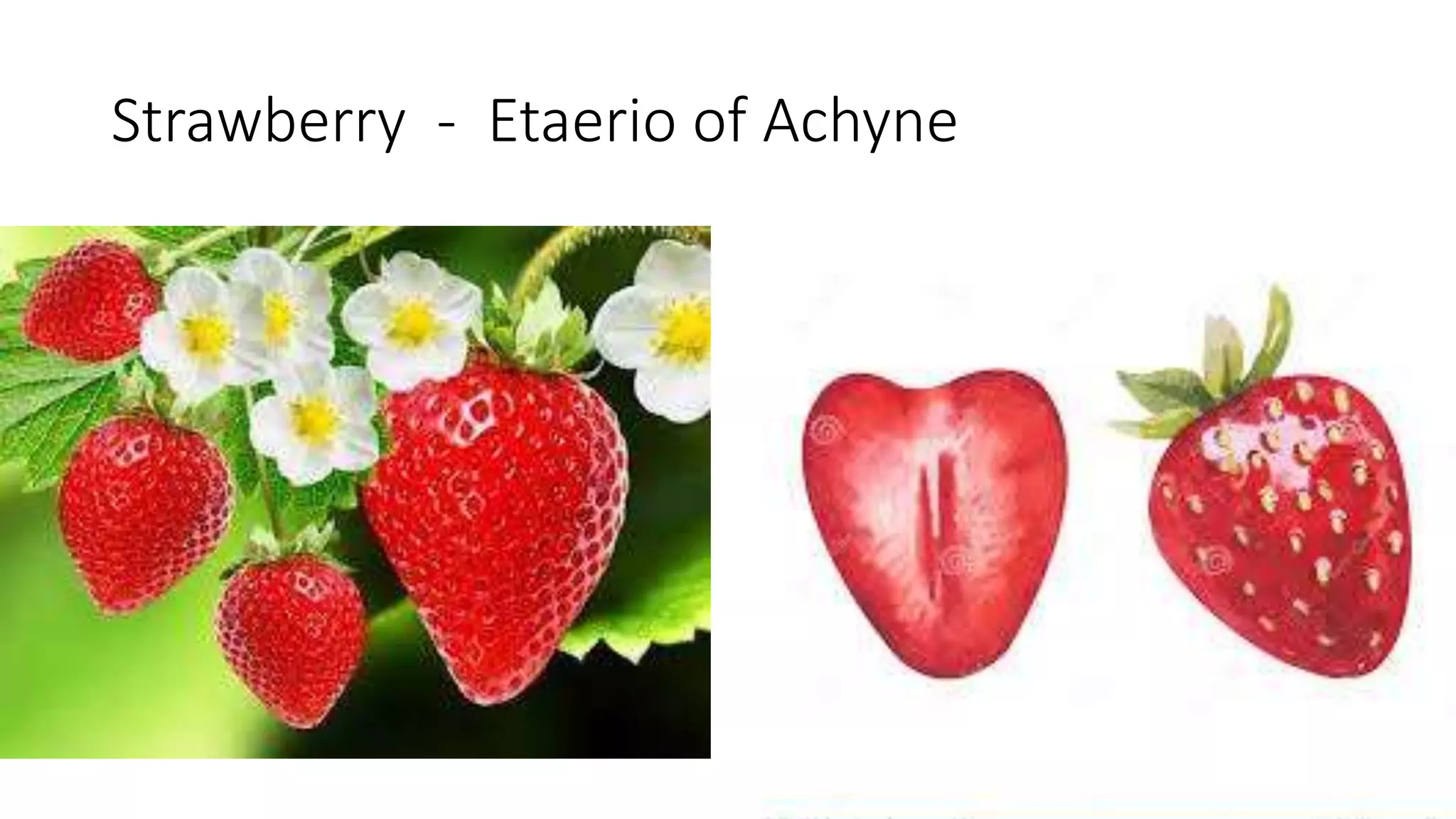 Types of fruit simple aggregate multiple | PPTX