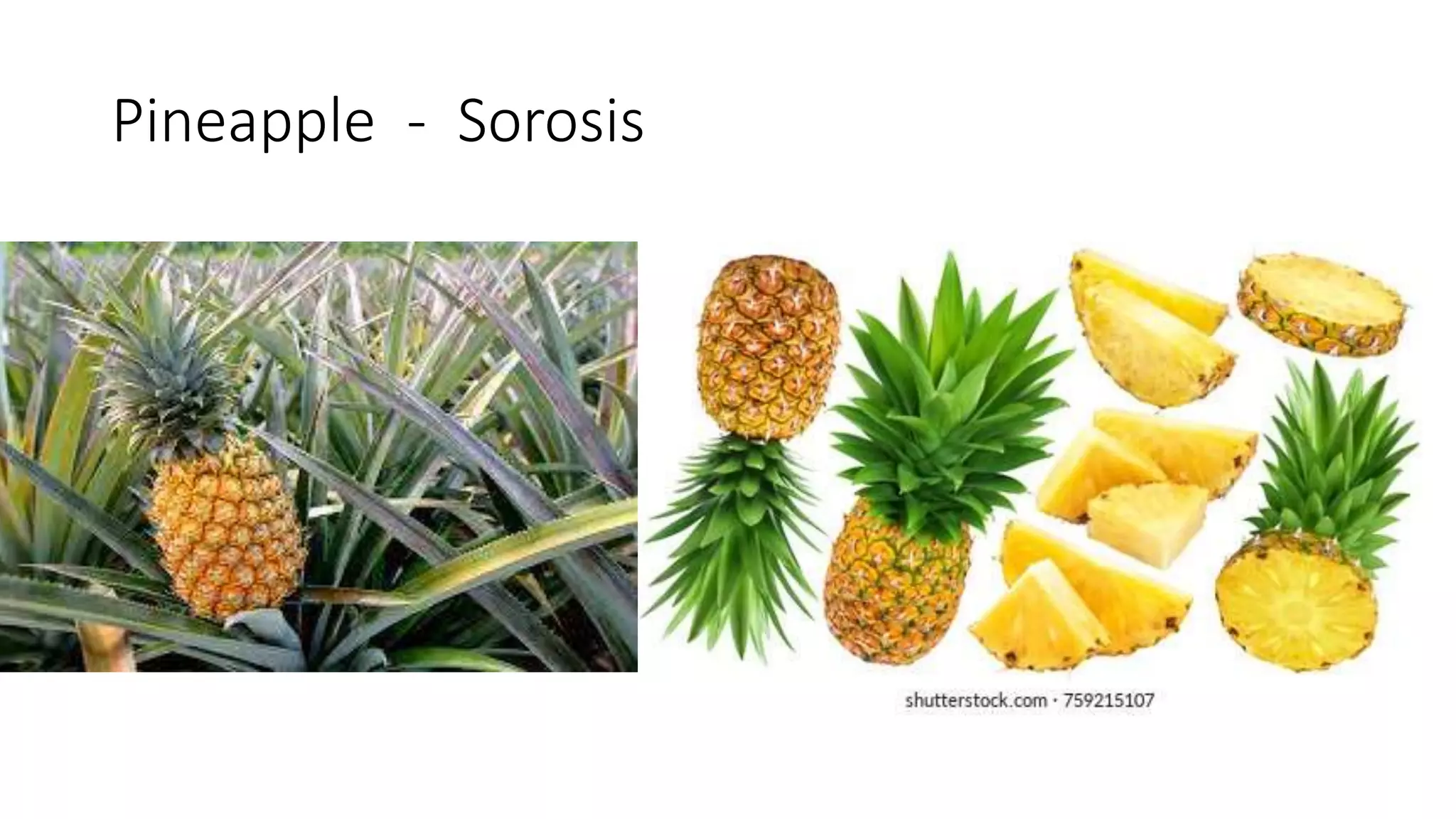 Types of fruit simple aggregate multiple | PPTX