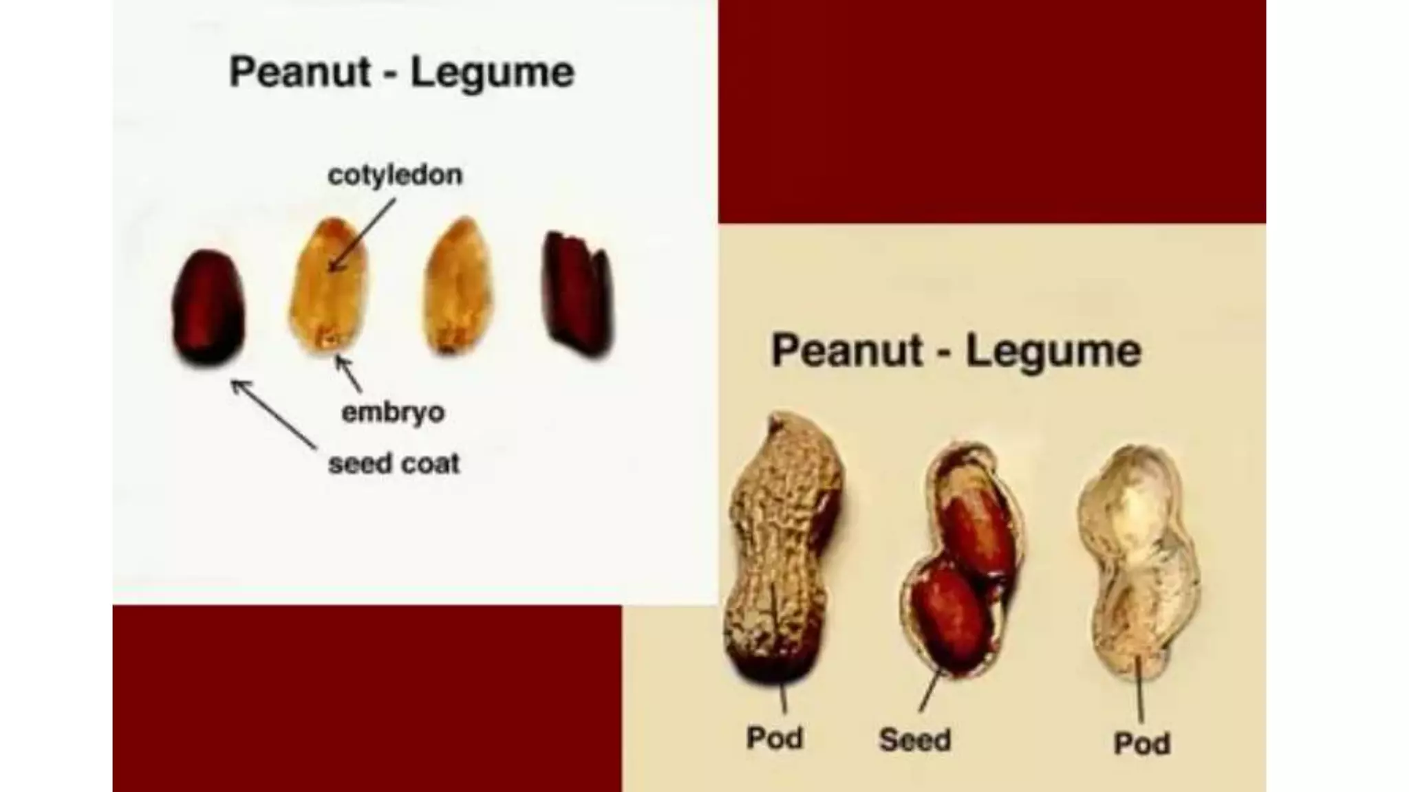 Types of fruit simple aggregate multiple | PPTX