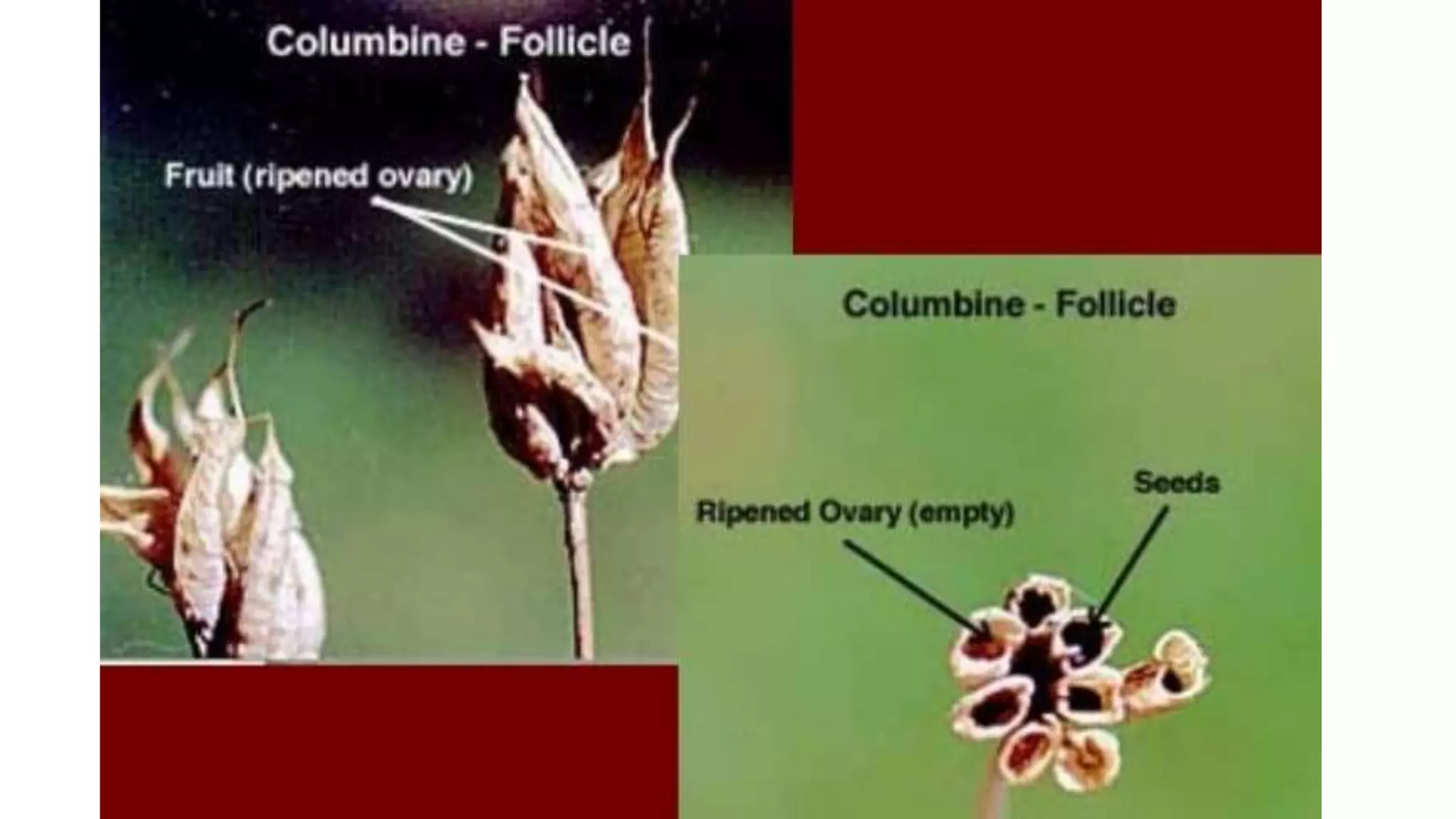 Types of fruit simple aggregate multiple | PPTX
