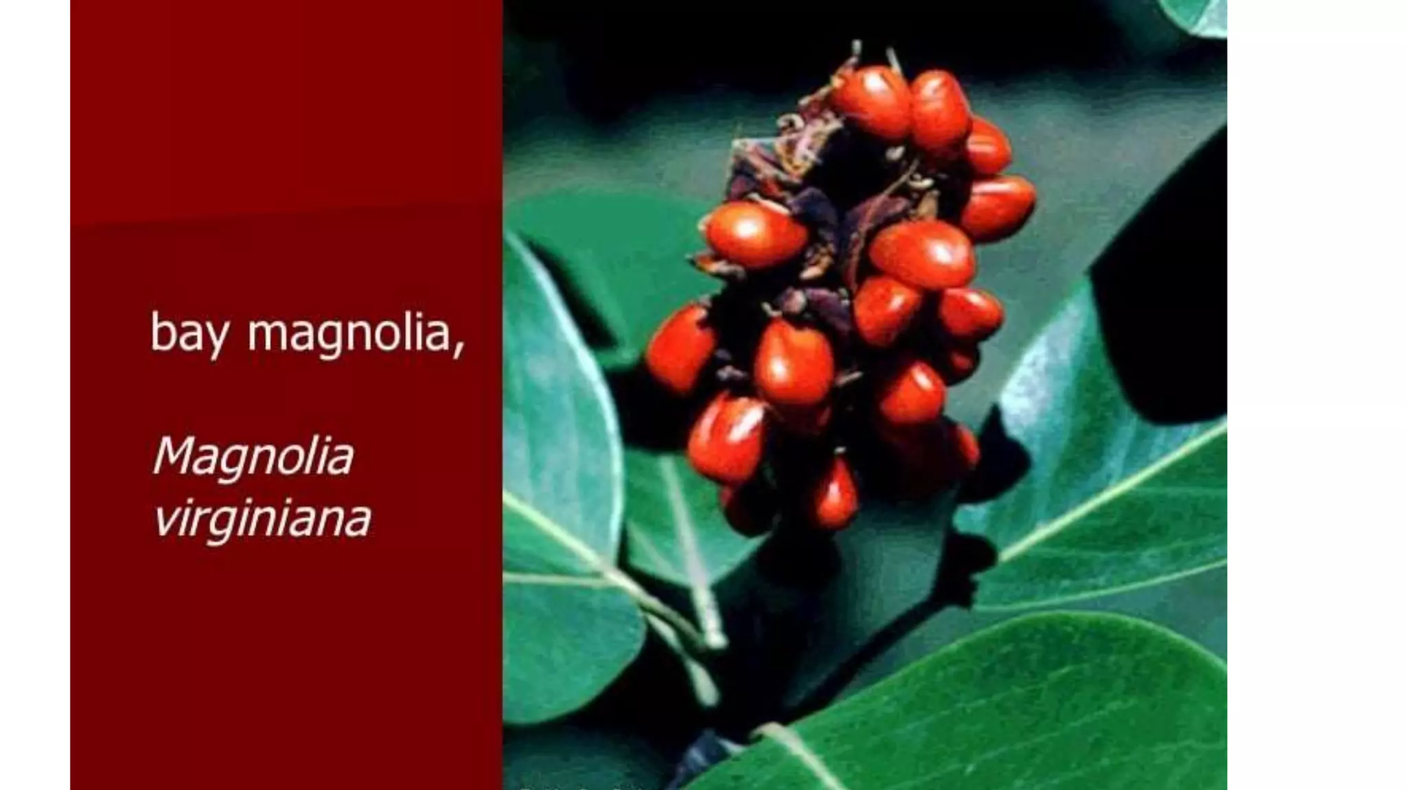 Types of fruit simple aggregate multiple | PPTX