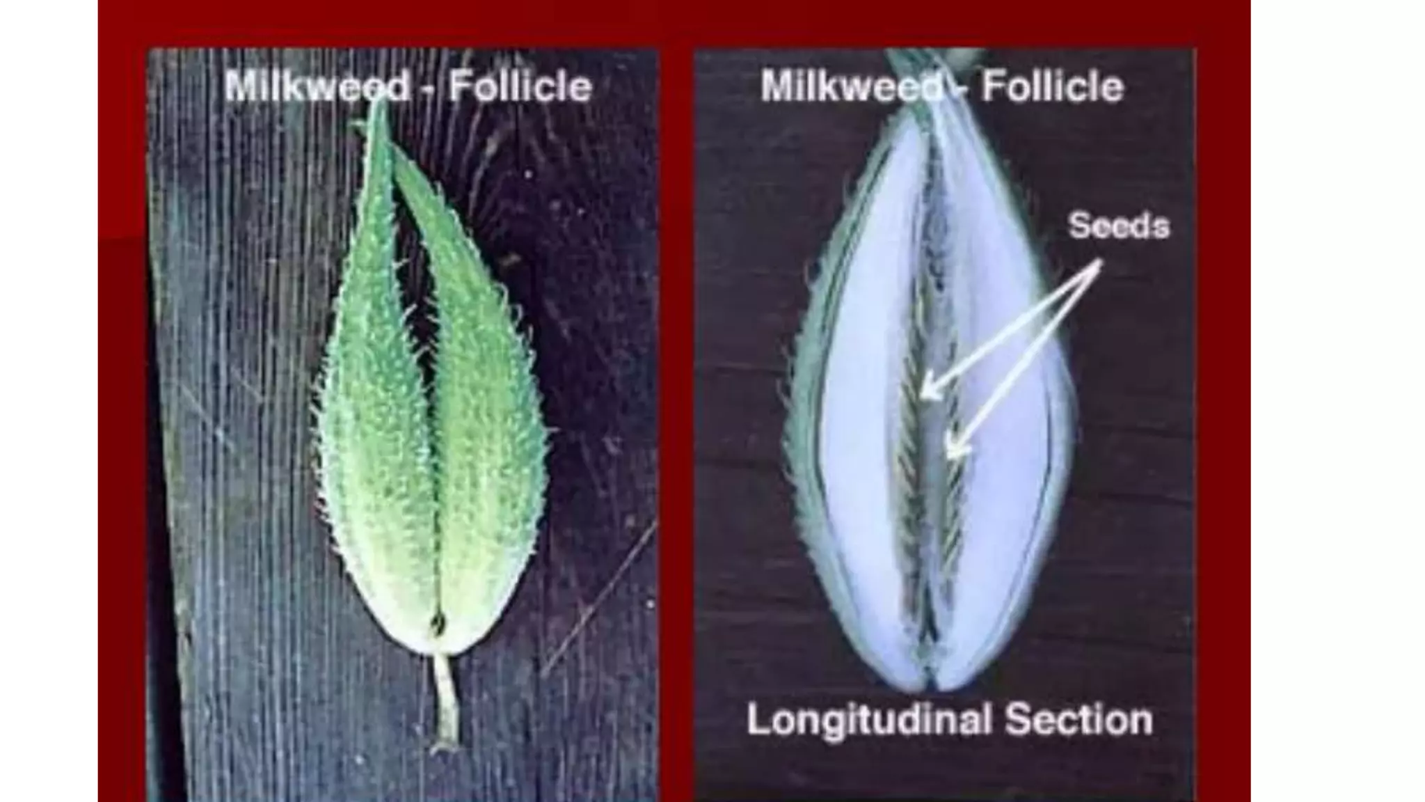 Types of fruit simple aggregate multiple | PPTX