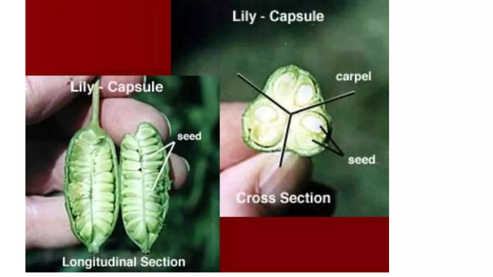Types of fruit simple aggregate multiple | PPTX