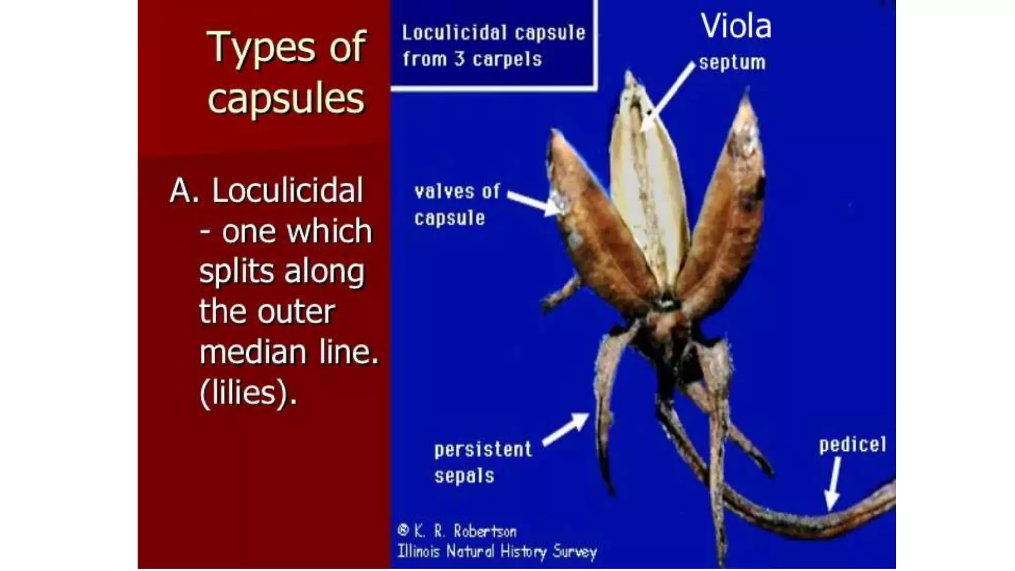 Types of fruit simple aggregate multiple | PPTX