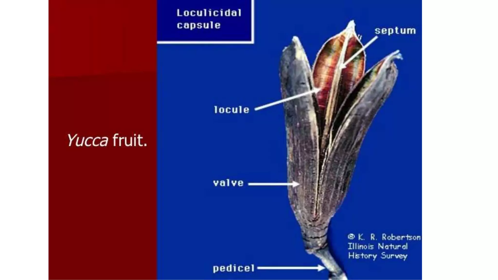 Types of fruit simple aggregate multiple | PPTX