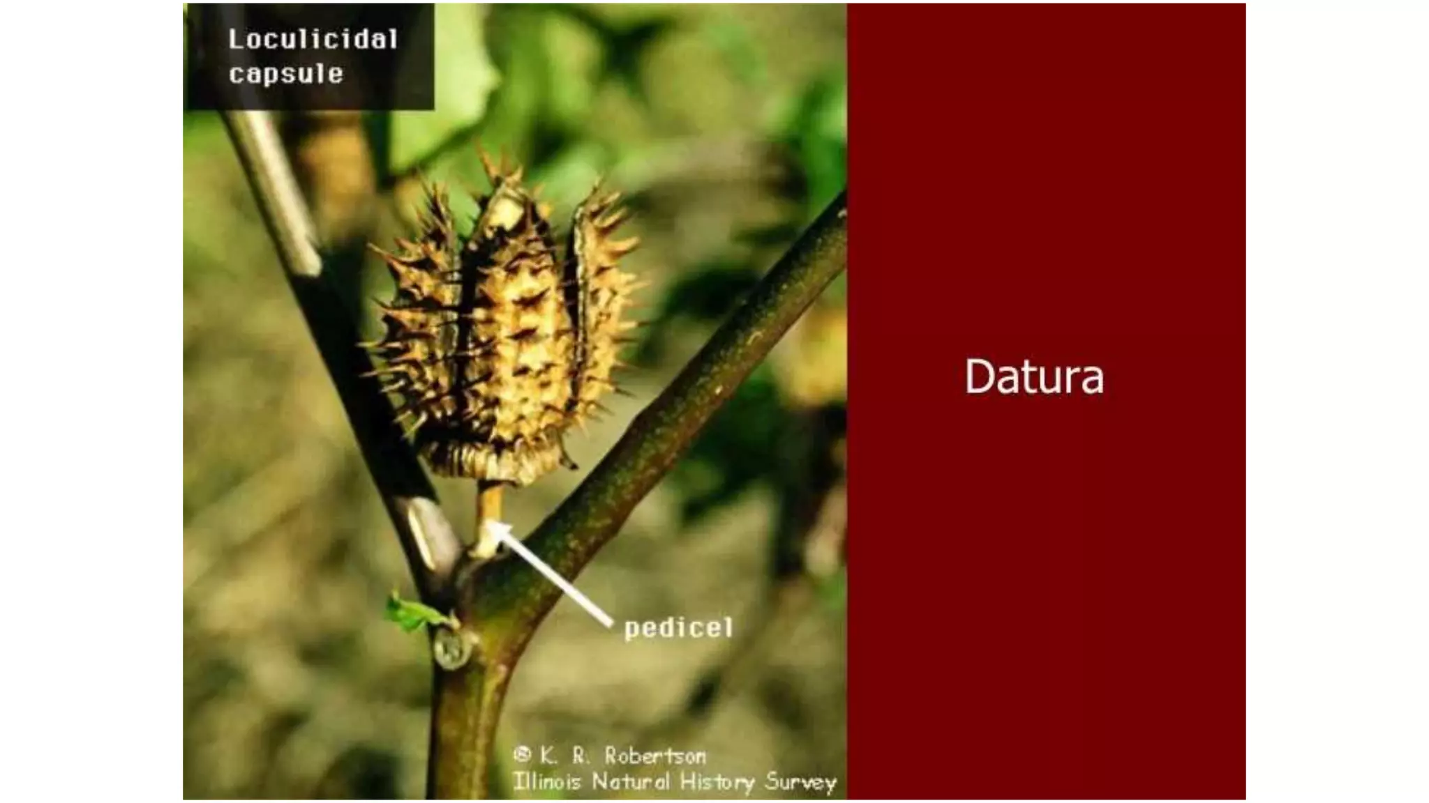 Types of fruit simple aggregate multiple | PPTX