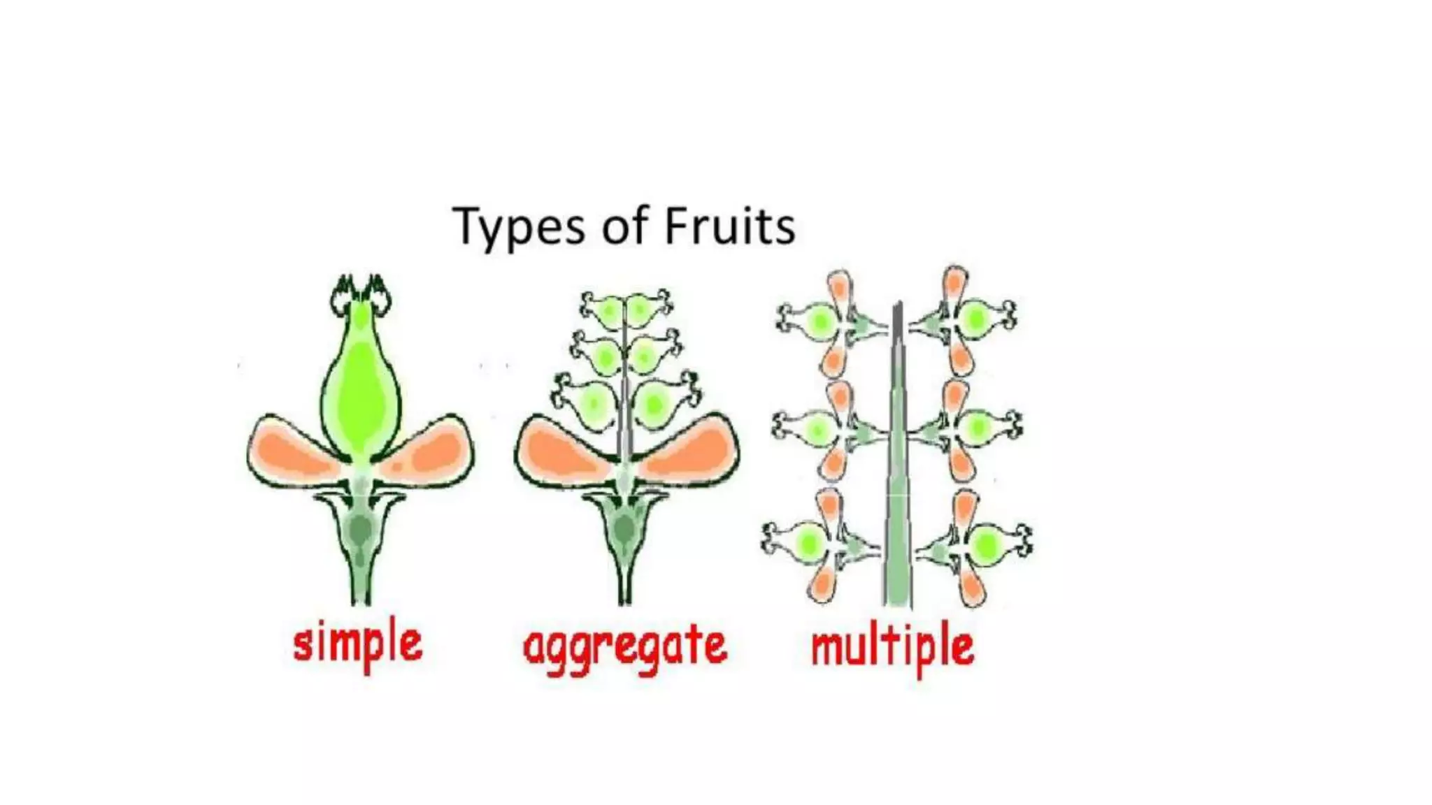 Types of fruit simple aggregate multiple | PPTX