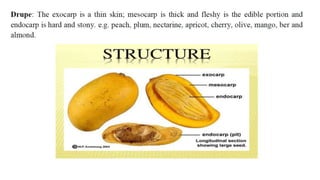 Types of fruit simple aggregate multiple | PPTX