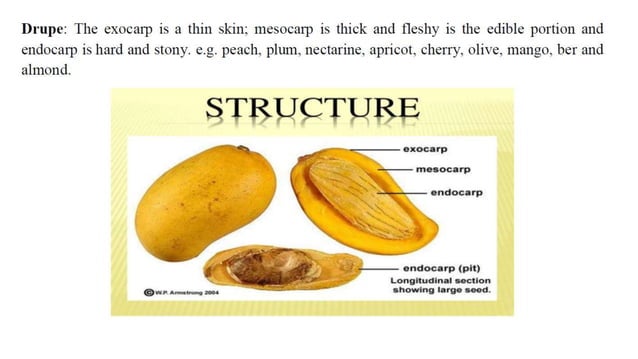 Types of fruit simple aggregate multiple | PPTX
