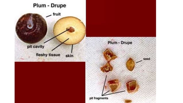 Types of fruit simple aggregate multiple | PPTX